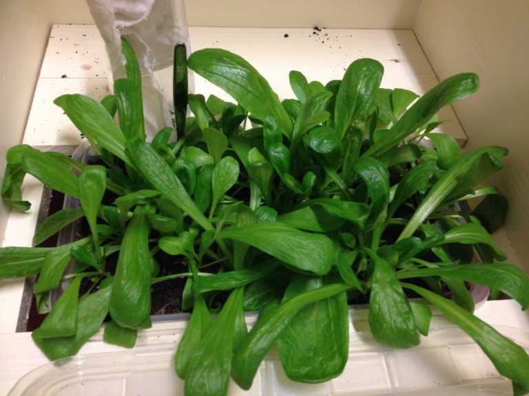 slala_9_jan_2019 – Eluke.nl